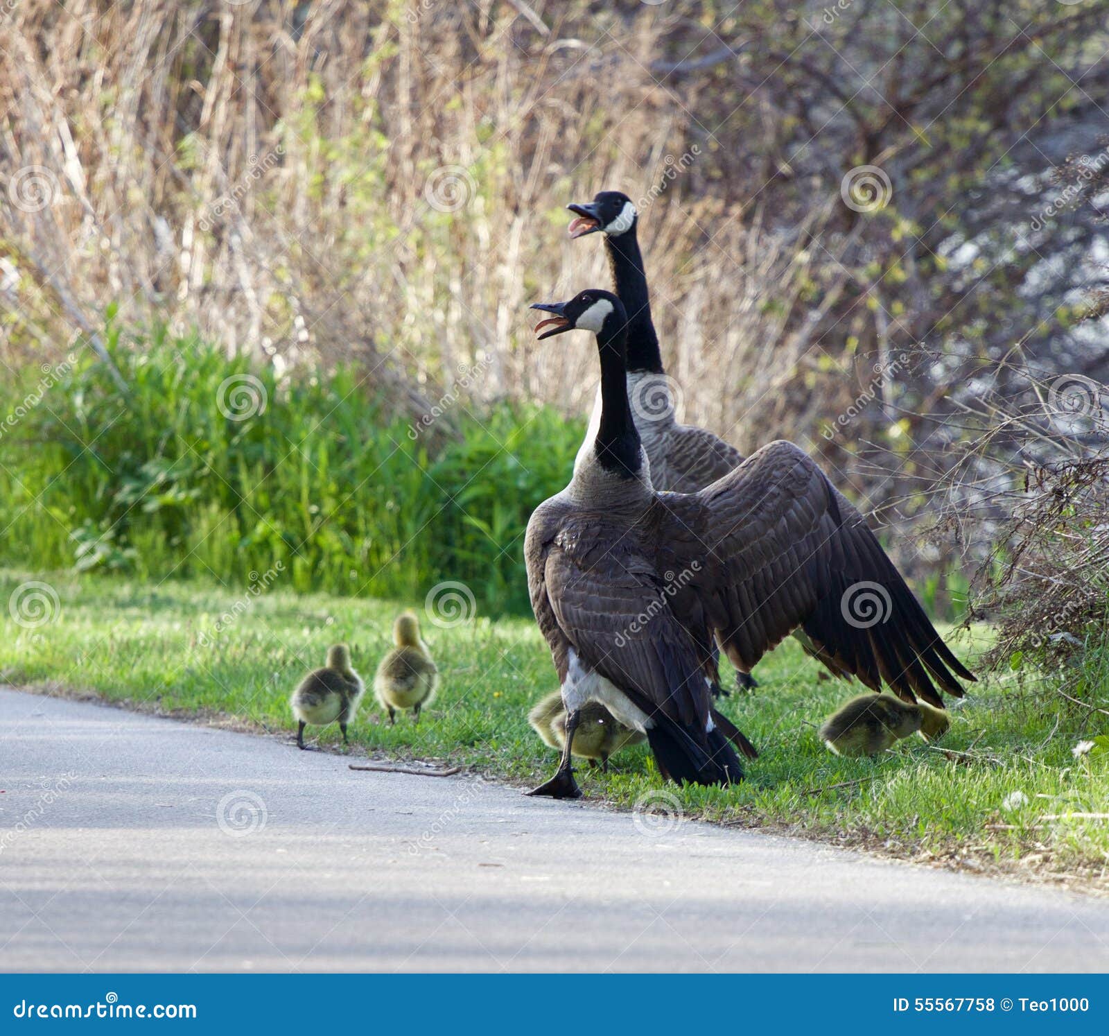 How Geese Defend Their Children Stock Photo - Image of black, pose ...
