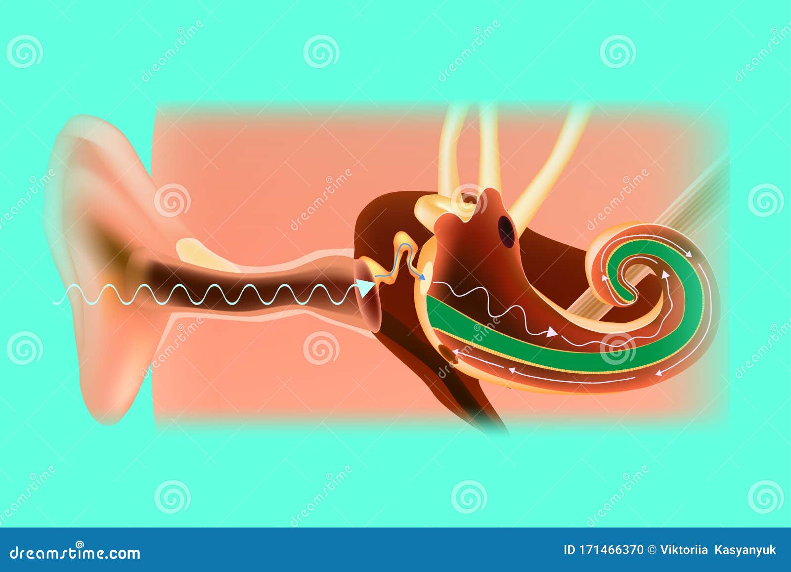 How we Hear. Ear Education. Structure Stock Vector - Illustration of ...