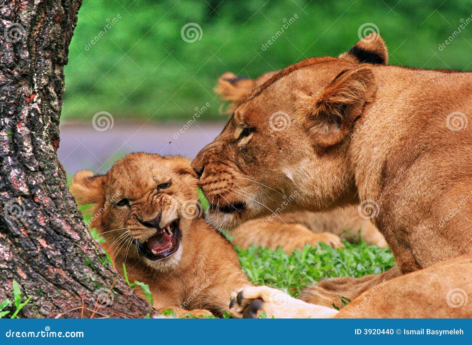 Baby Lion With Mom