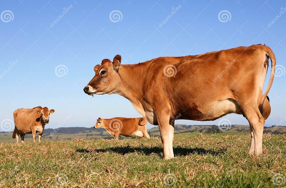 How Now Brown Cow stock photo. Image of australia, brown - 834864