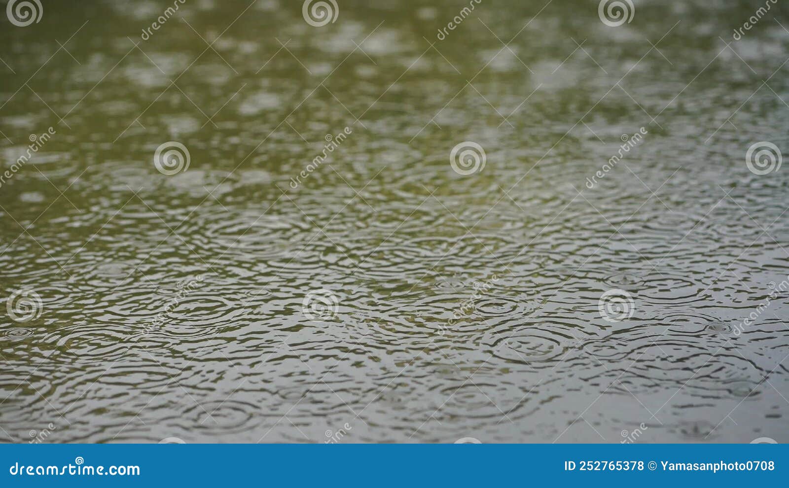 How it rains stock footage. Video of rain, nature, puddle - 252765378