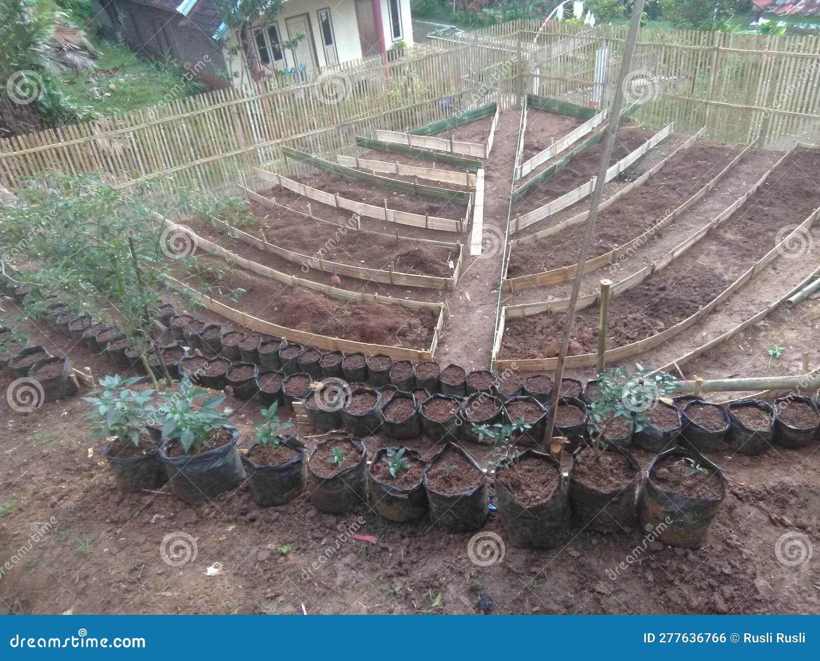 How To Arrange Bamboo for a Vegetable Garden Stock Photo - Image of ...