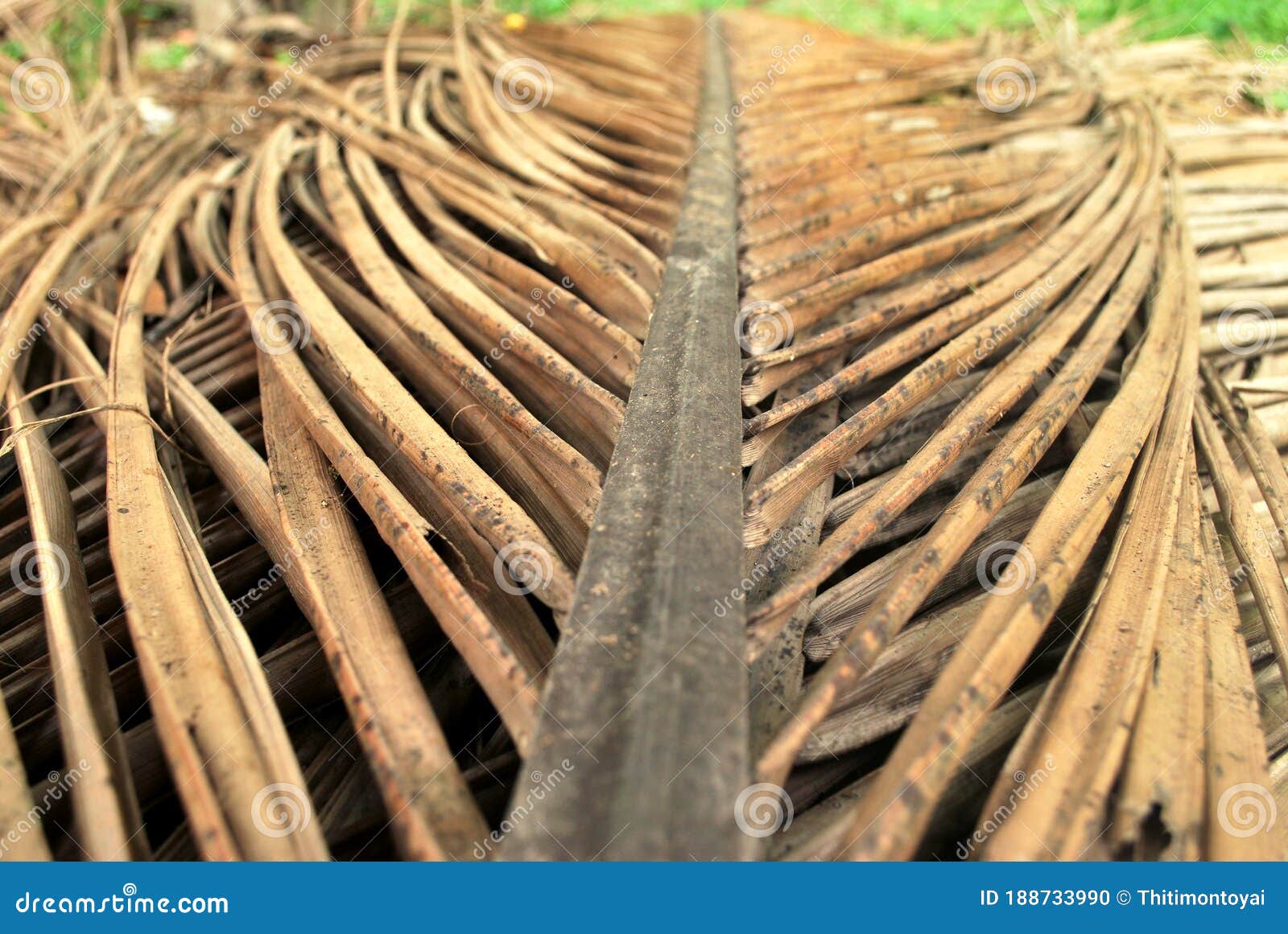 Dried coconut leaves. stock photo. Image of dried, garden - 188733990