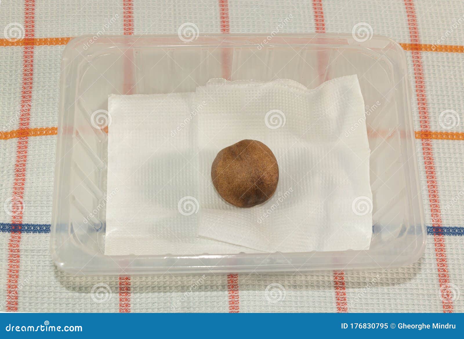 How To Germinate Avocado Concept. Avocado Seed on Wet Napkin Stock ...