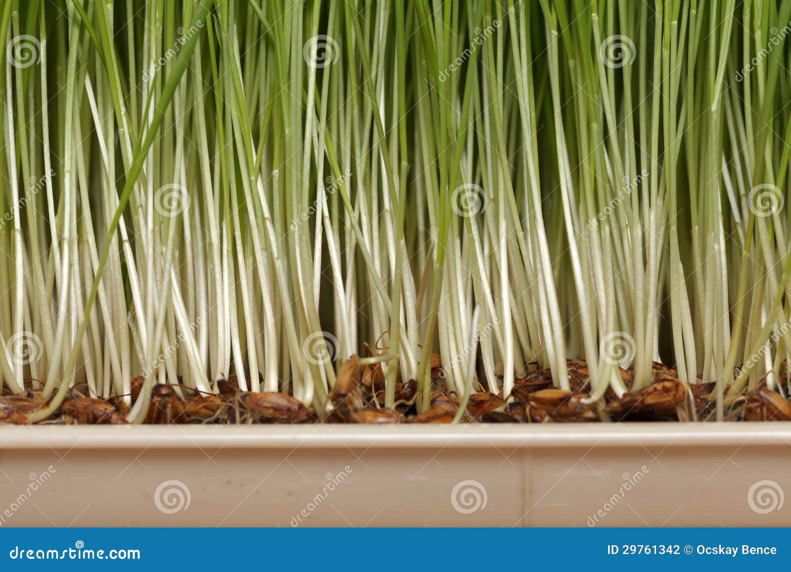 Germination of wheat seeds stock photo. Image of germinate - 29761342