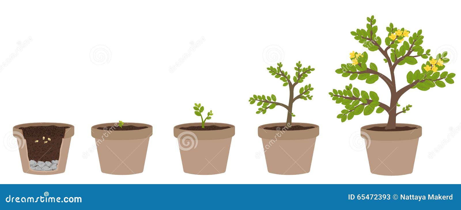 How to grow plants. stock vector. Illustration of agriculture - 65472393