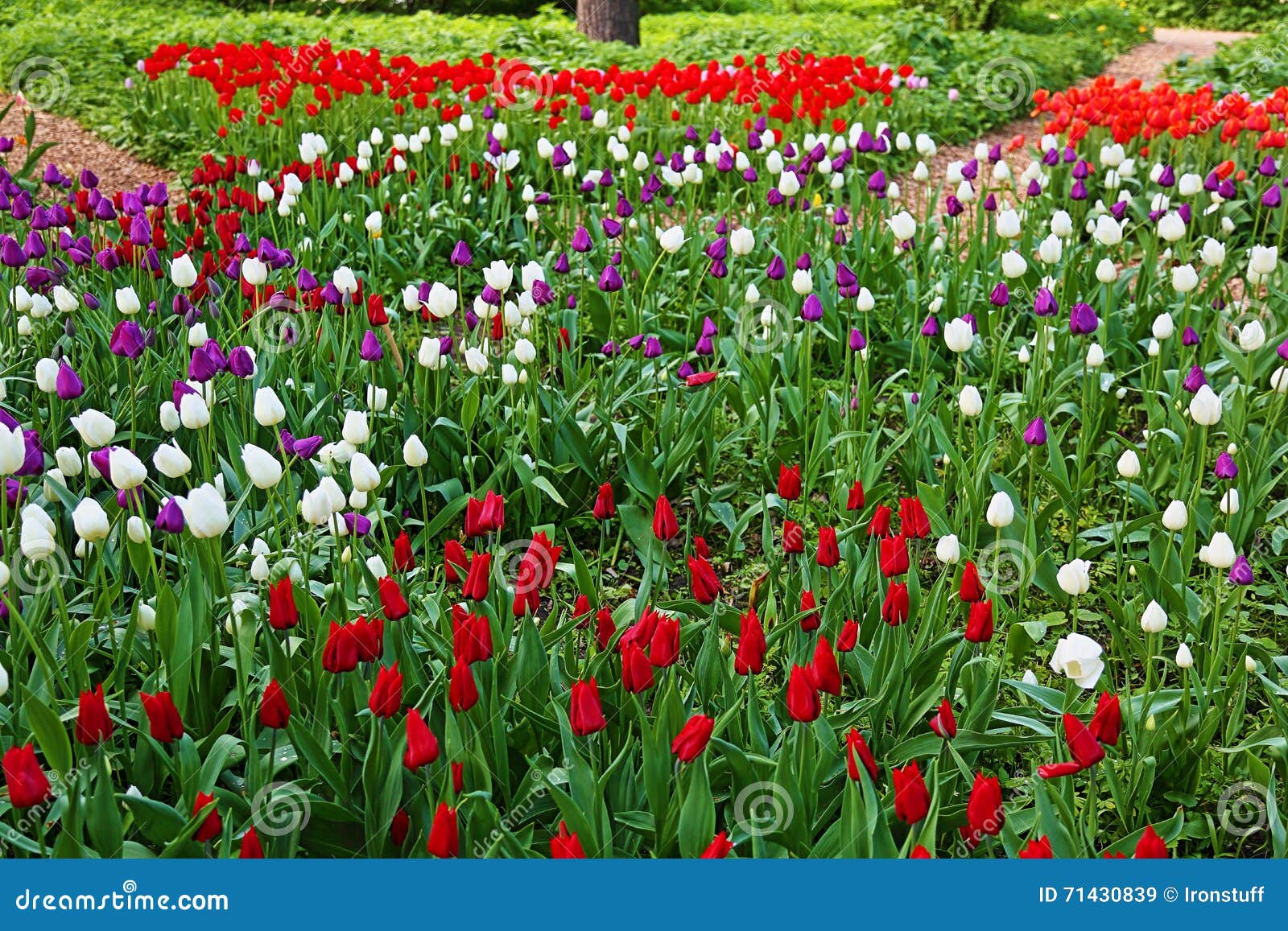 How to grow tulips stock image. Image of natural, fresh - 71430839