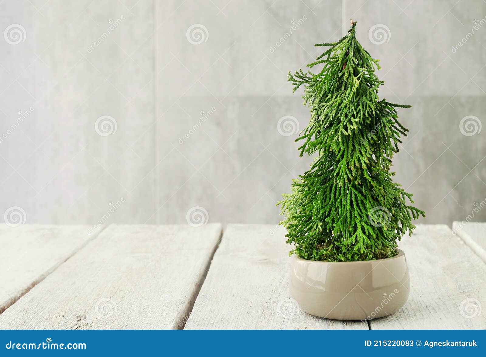 How To Make Beautiful Christmas Decoration in Fir Shape Using Thuja ...