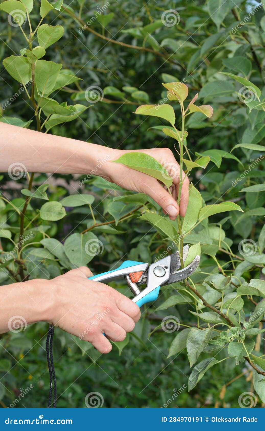 How To Prune Pear Trees in Summer Stock Image - Image of harvest ...