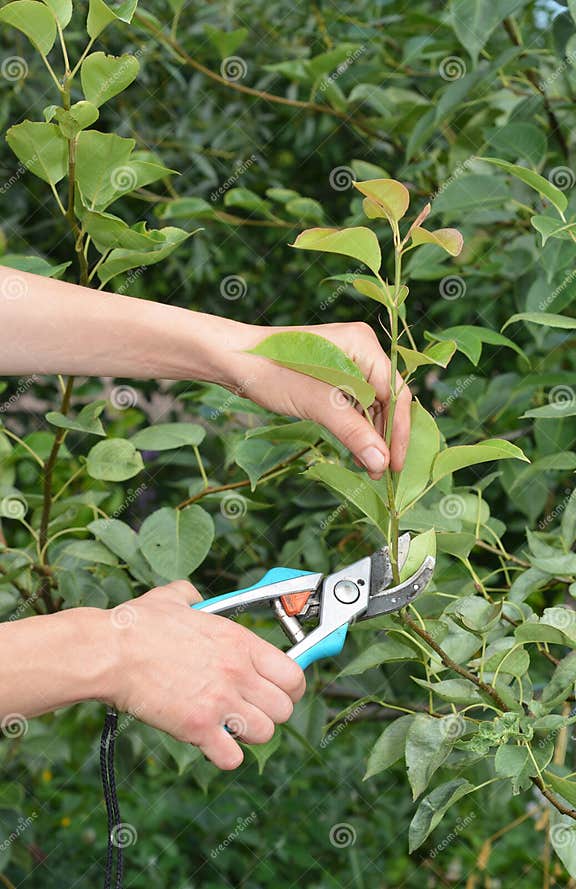 How To Prune Pear Trees in Summer Stock Image - Image of harvest ...