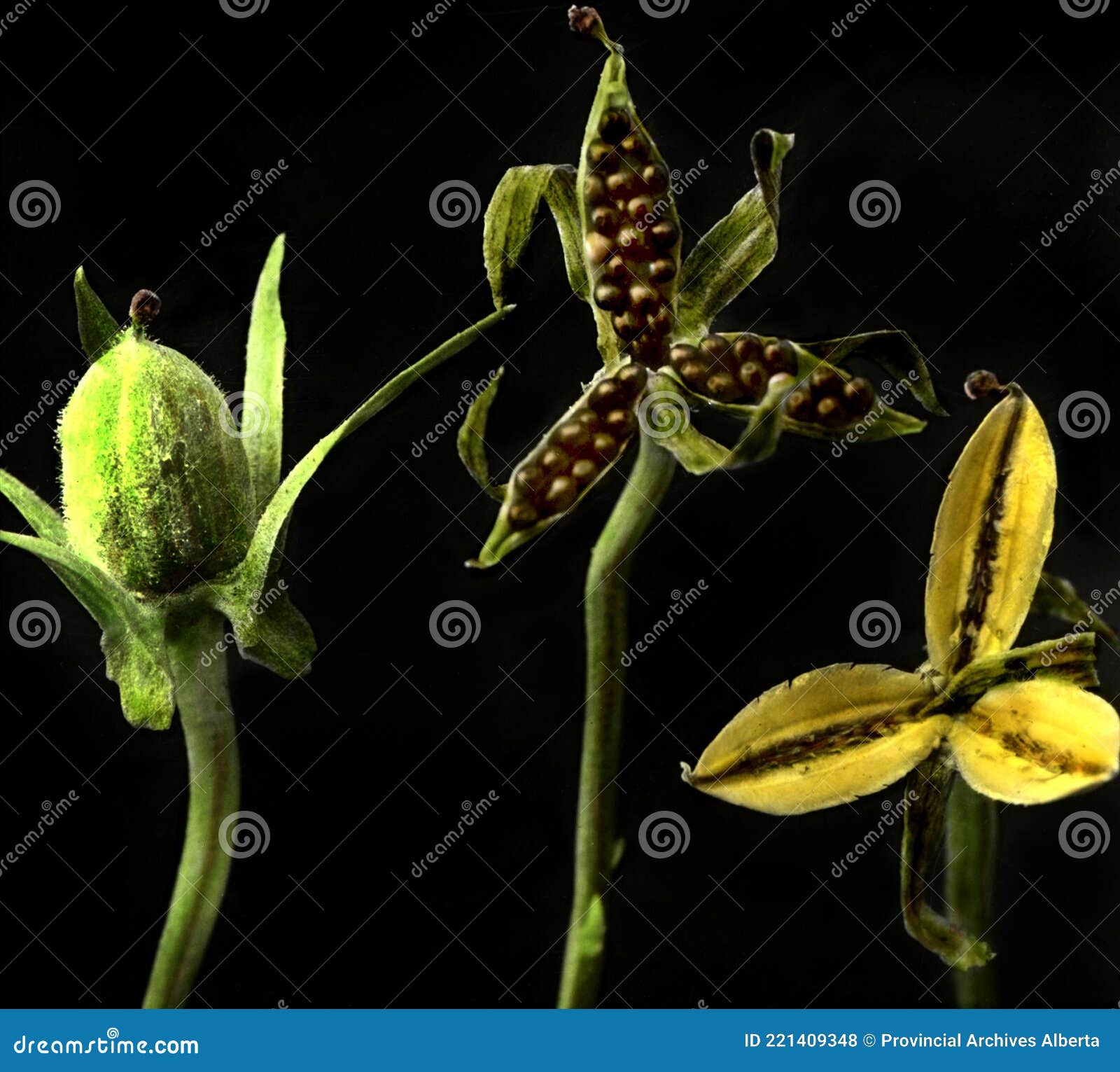 How Violets Scatter Their Seeds: Capsule Open: [capsule] Empty Picture ...