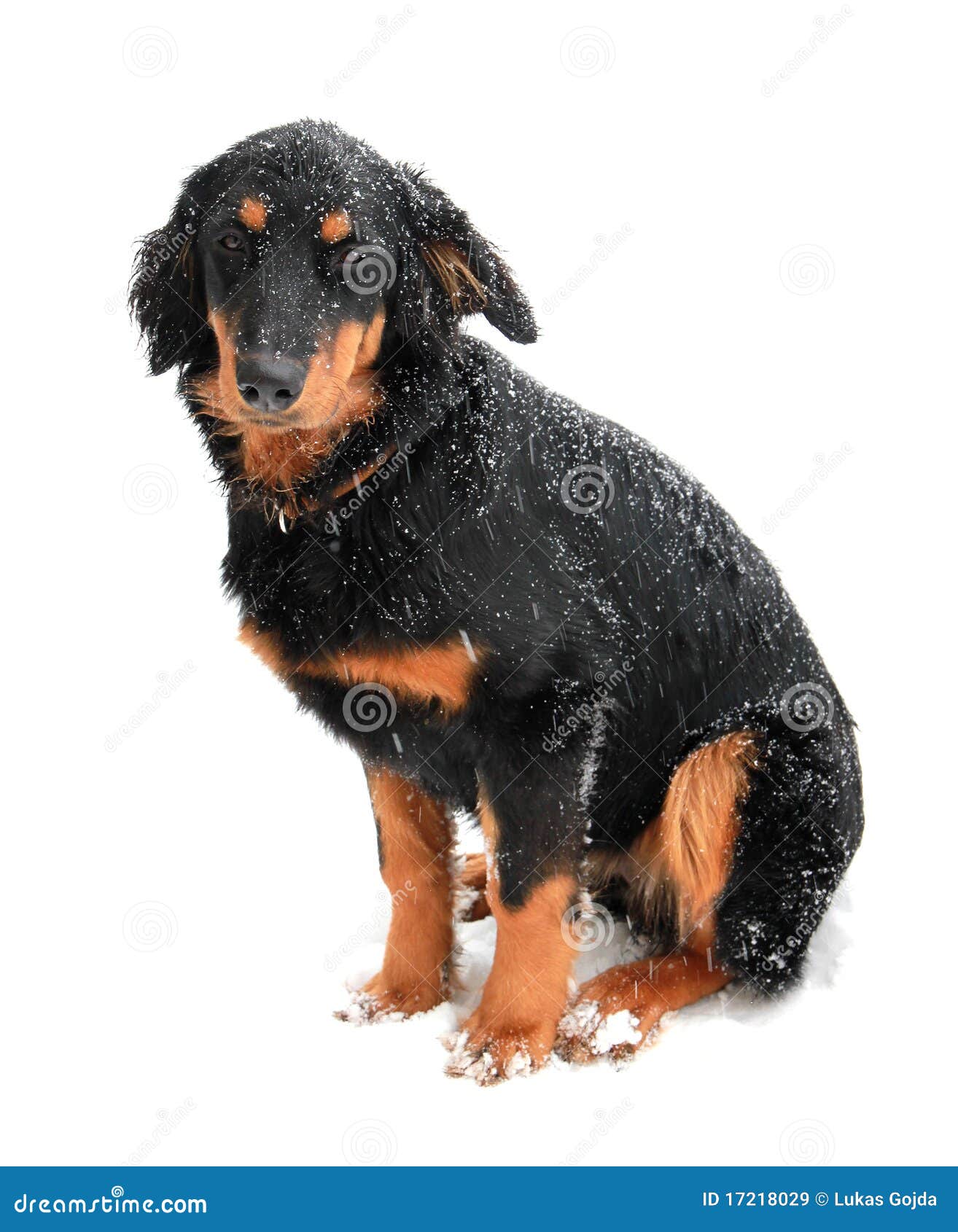 Howavart puppy stock image. Image of westie, portrait - 17218029