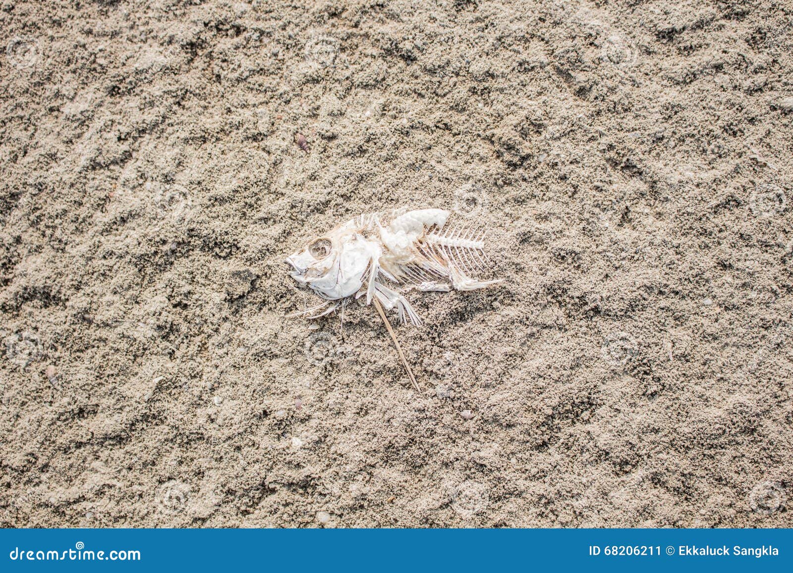 However, Bone Fish, Dead Fish because the Water Stock Image - Image of ...