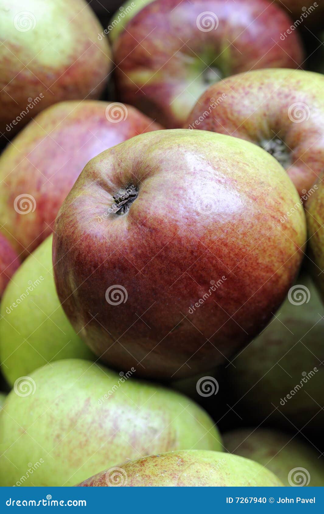 Howgate Wonder, Traditional English Cooking Apple Stock Photo - Image ...