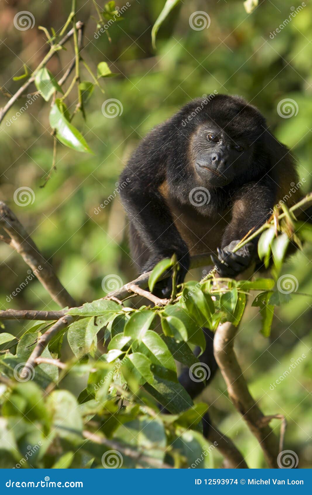 Howler monkey stock photo. Image of leaf, hands, jungle - 12593974