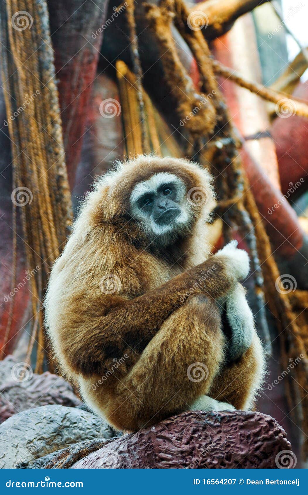 Howler monkey stock image. Image of primate, nature, howling - 16564207