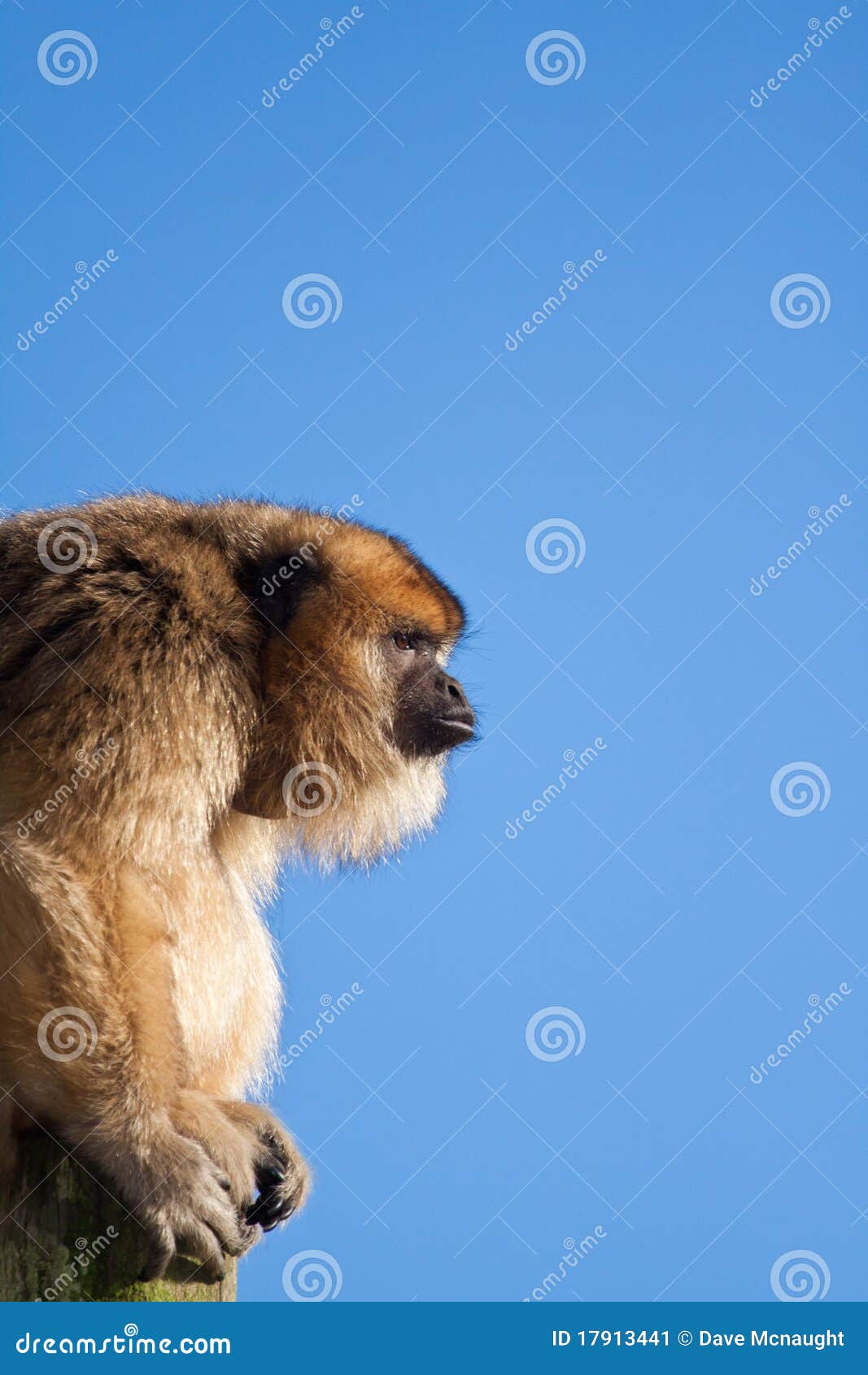 Howler monkey stock image. Image of park, monkey, howl - 17913441