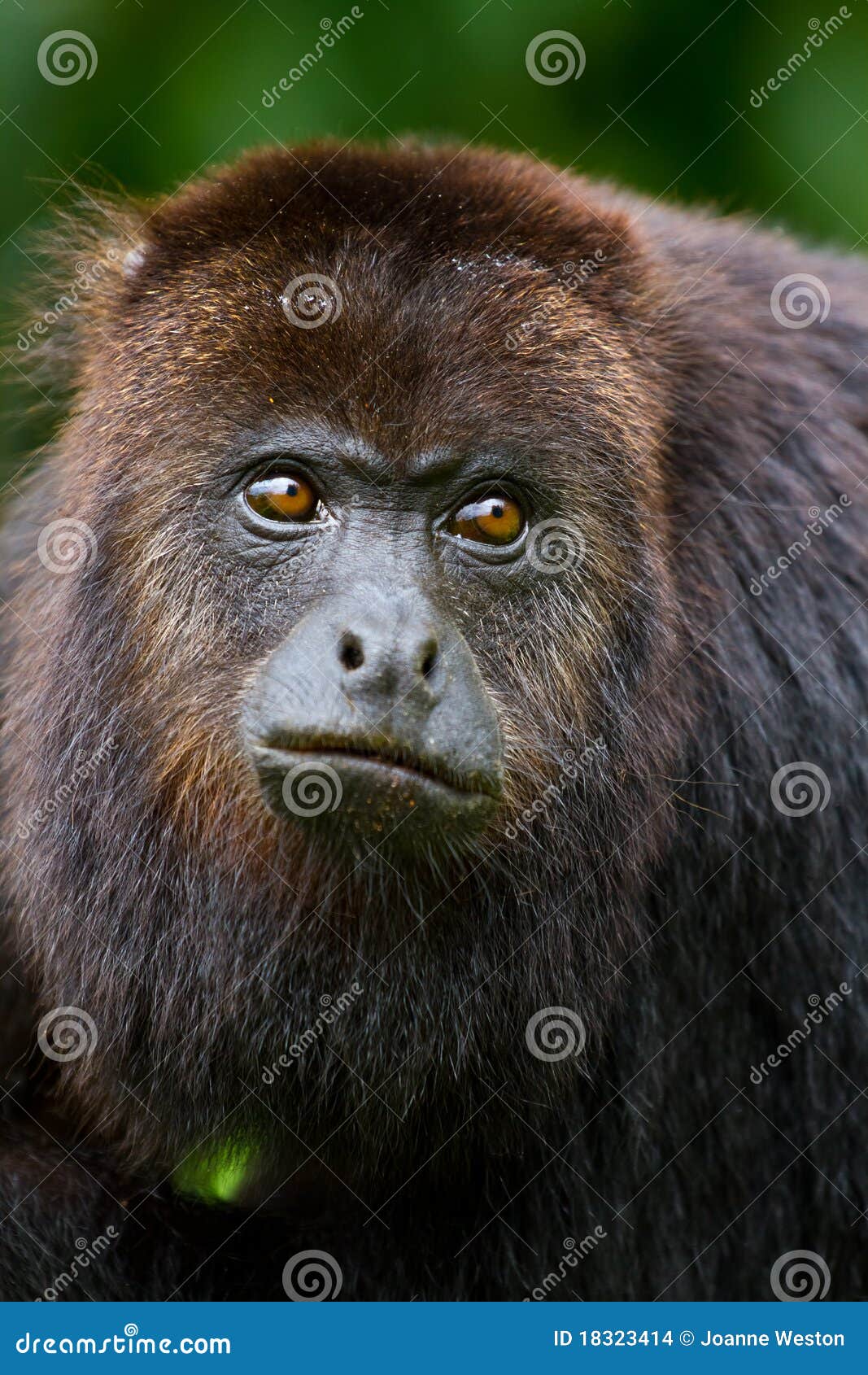 Howler monkey stock photo. Image of wildlife, life, mammal - 18323414