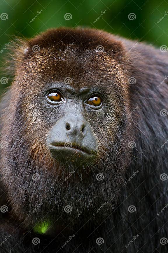 Howler monkey stock photo. Image of wildlife, life, mammal - 18323414
