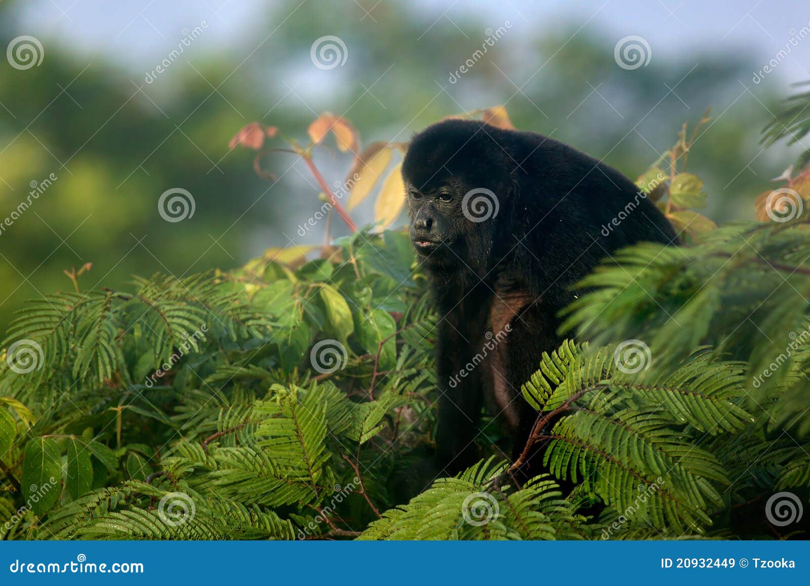 Howler monkey stock image. Image of color, central, wildlife - 20932449