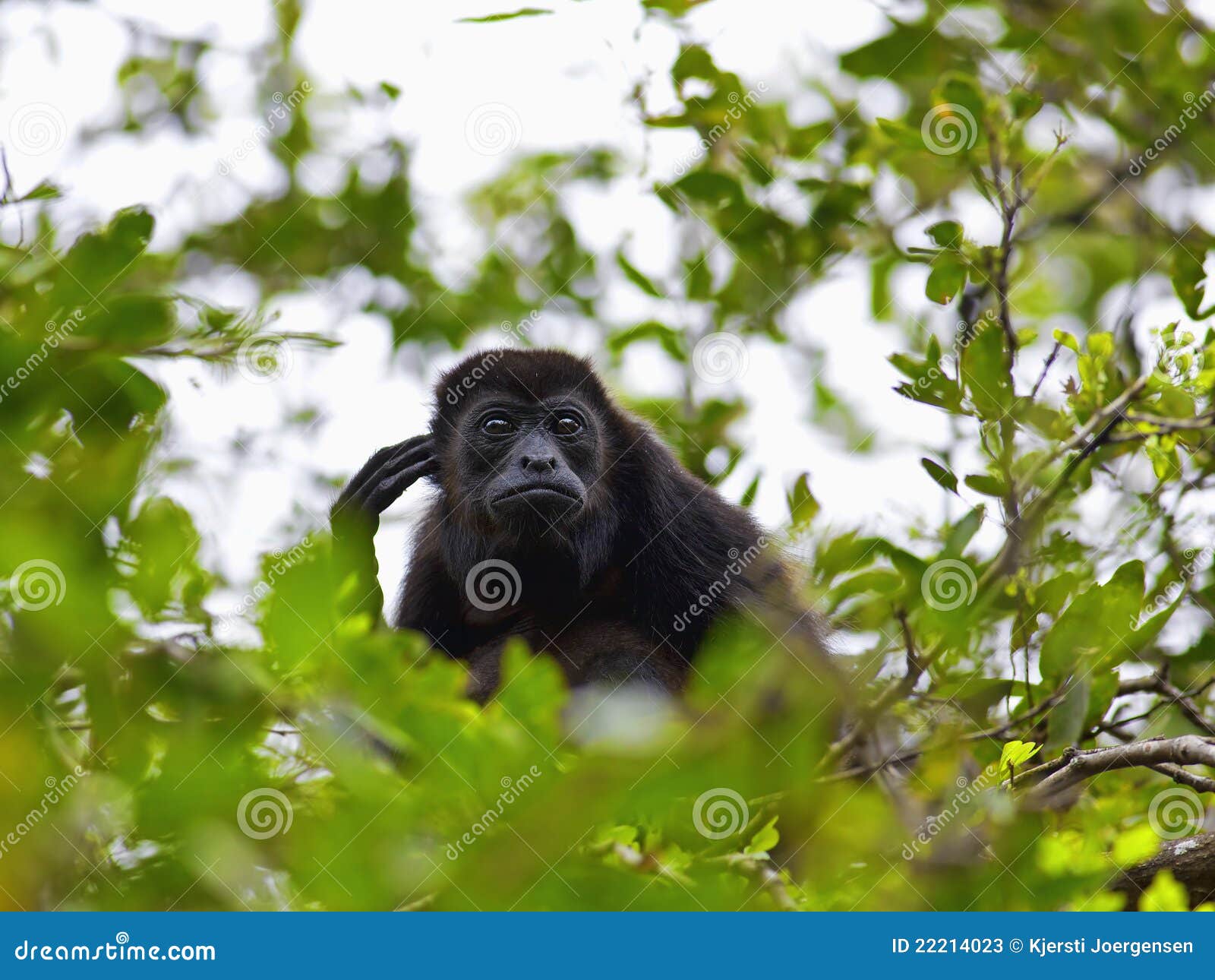 A Howler monkey stock image. Image of brown, rica, exotic - 22214023