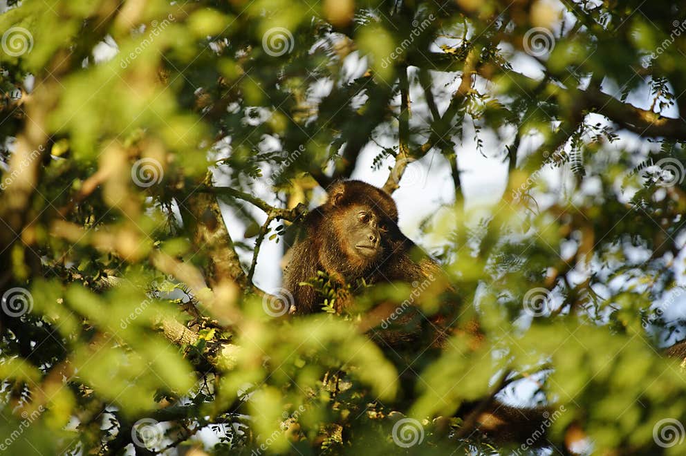 Howler Monkey stock photo. Image of staring, howler, loud - 23165222