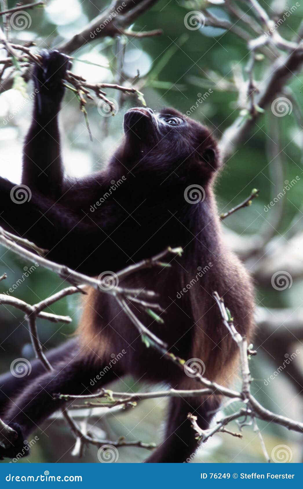 Howler Monkey stock image. Image of behavior, leaves, closeup - 76249