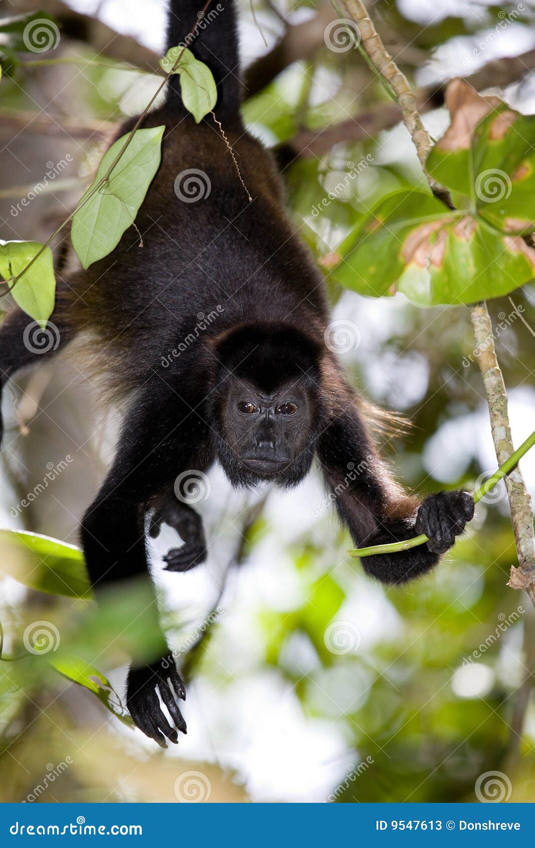 Howler monkey stock image. Image of howler, habitat, jungle - 9547613