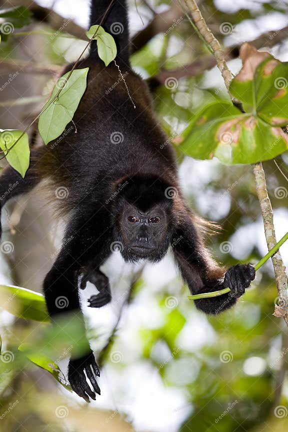 Howler monkey stock image. Image of howler, habitat, jungle - 9547613