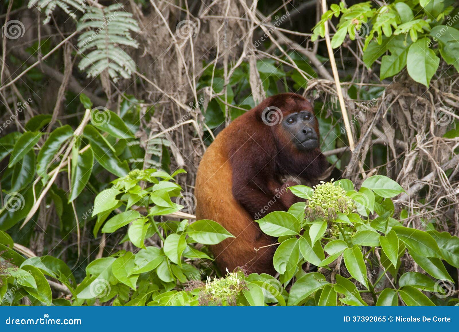 Howler monkey stock image. Image of howler, wildlife - 37392065