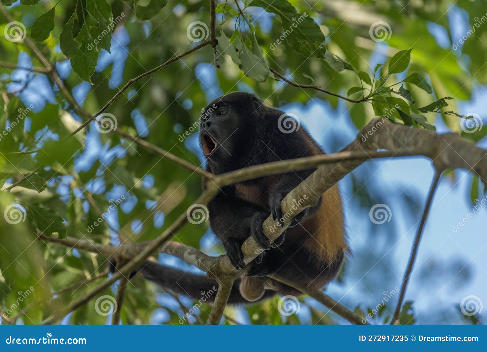 The Howler Monkey on a Branch in the Rainforest of Panama Stock Image ...