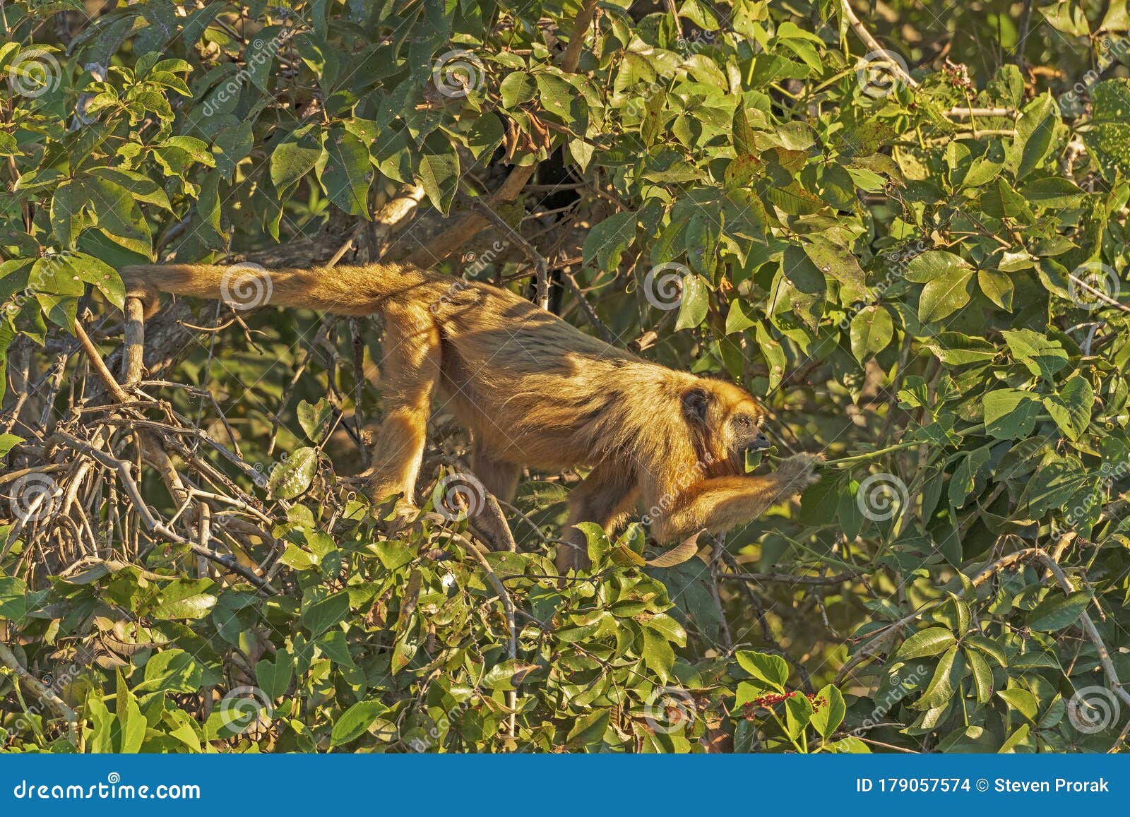 Howler Monkey Chewing on Leaves in the Forest Stock Photo - Image of ...