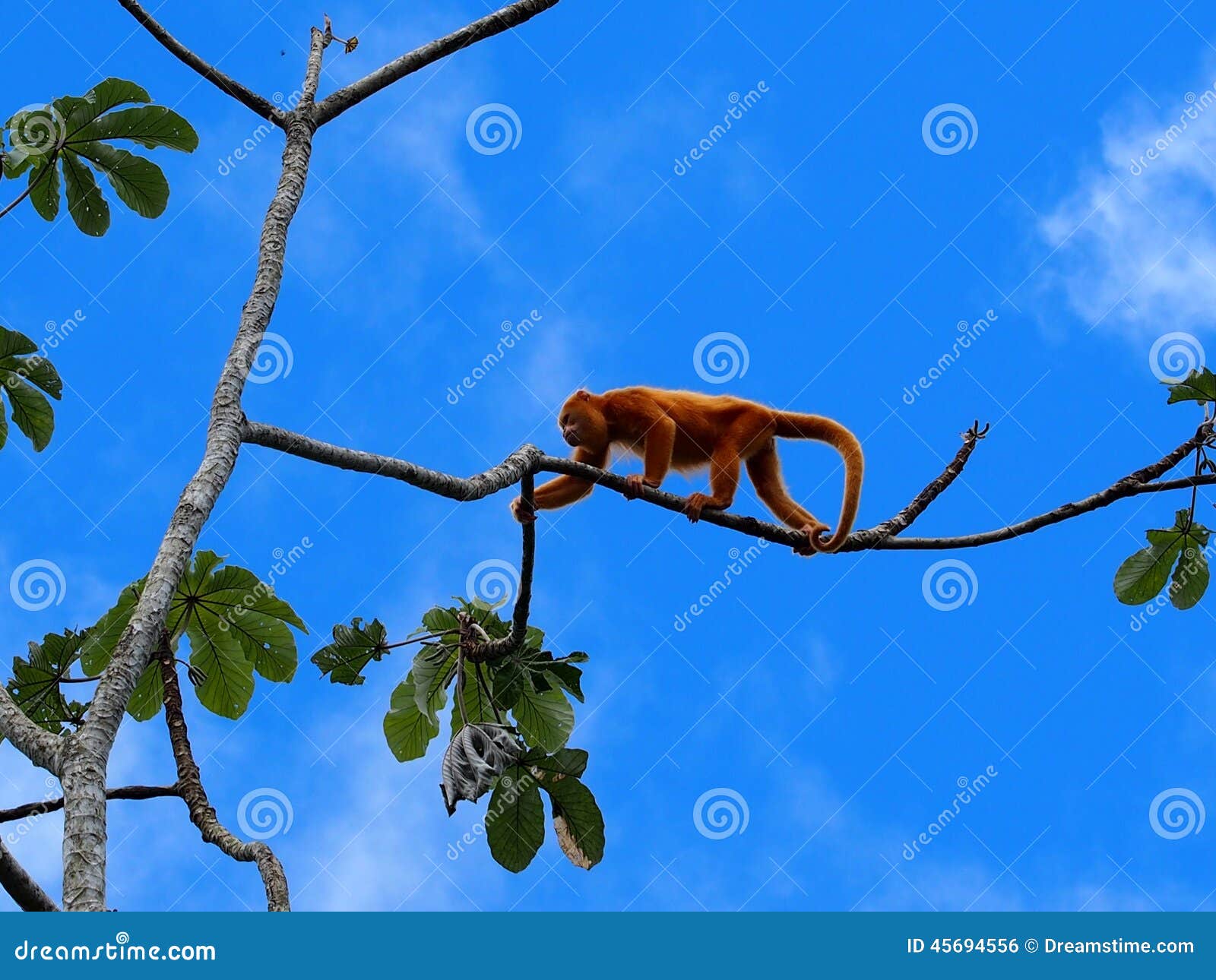 Howler Monkey in Costa Rica Stock Photo - Image of costa, woods: 45694556