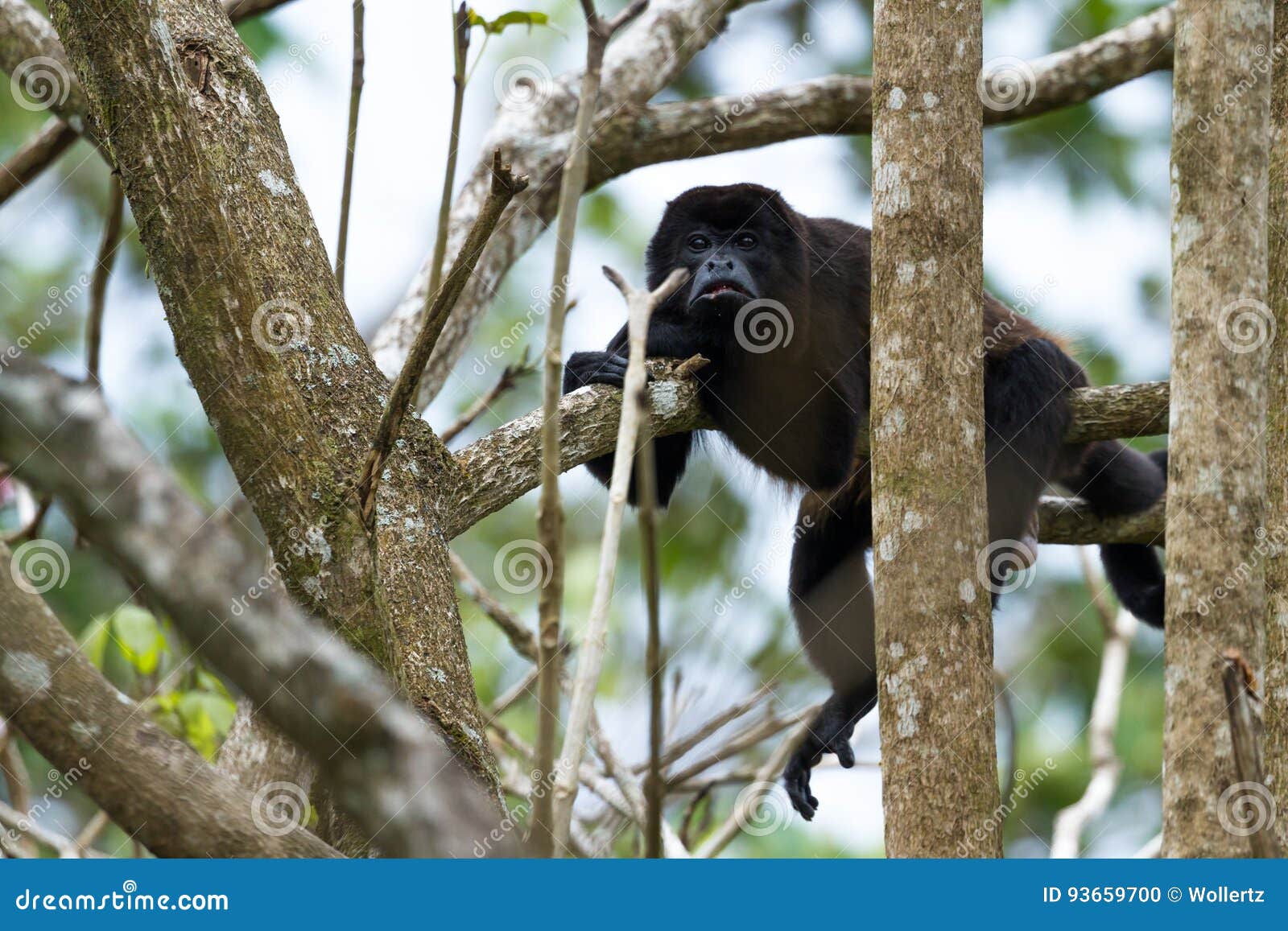 Howler Monkey in Costa Rica Stock Photo - Image of america, jungle ...