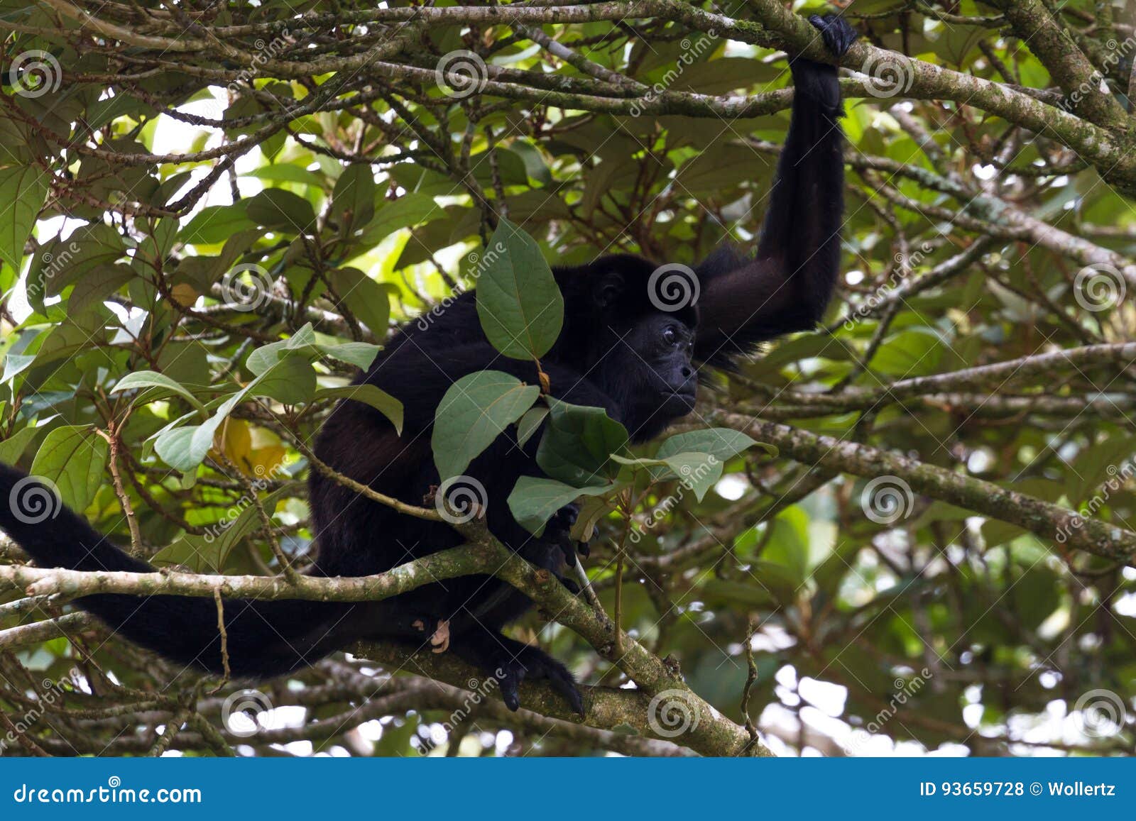 Howler Monkey in Costa Rica Stock Photo - Image of climbing, outdoor ...
