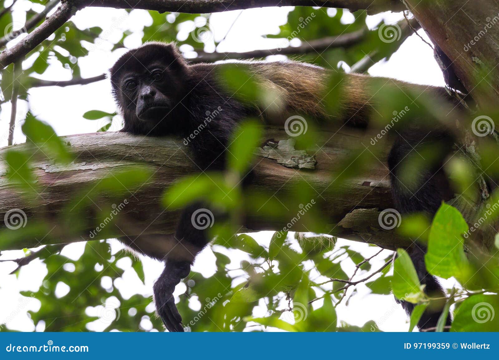 Howler Monkey in Costa Rica Stock Image - Image of outdoors, central ...