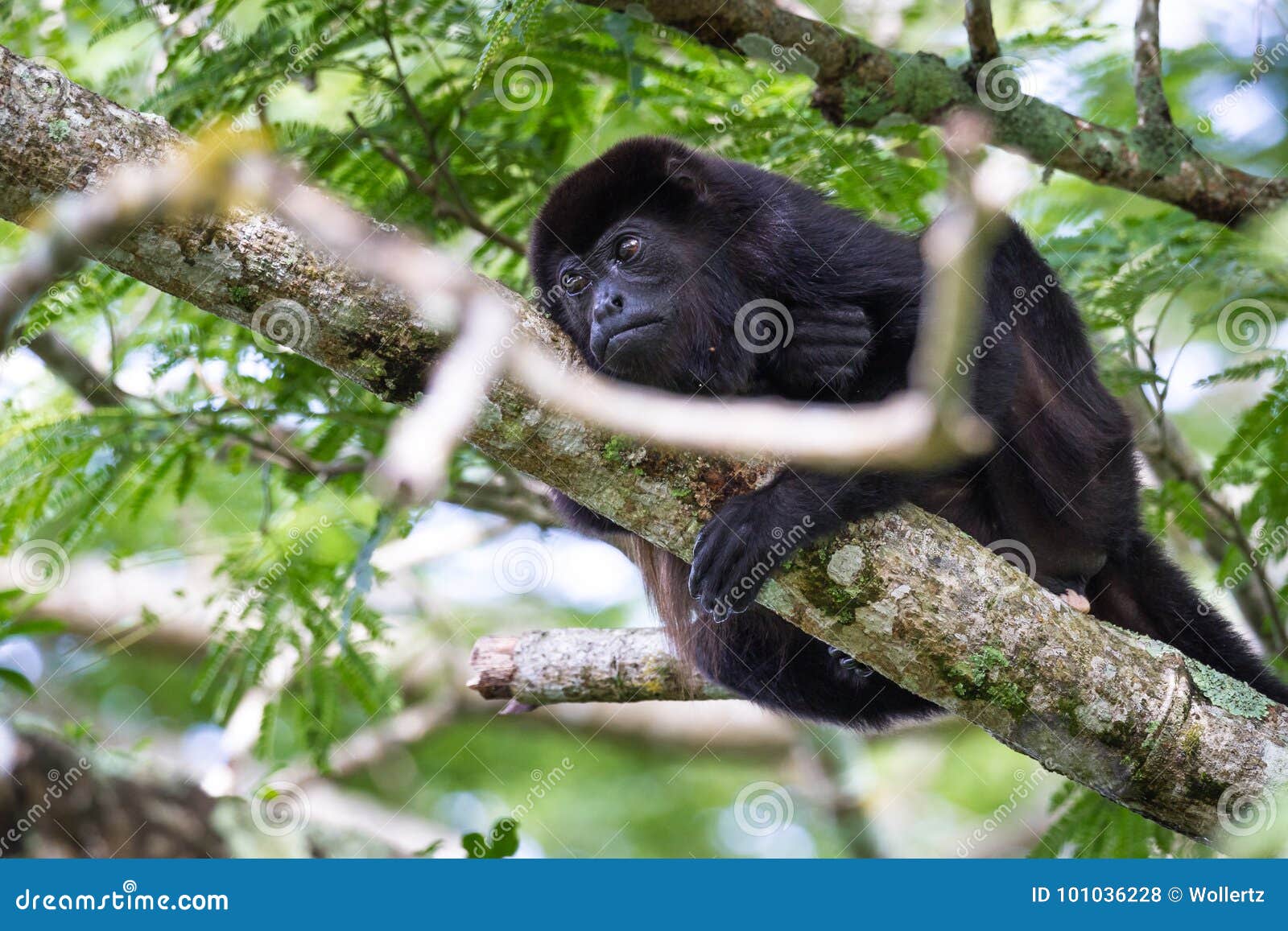 Howler Monkey in Costa Rica Stock Photo - Image of habitat, destination ...