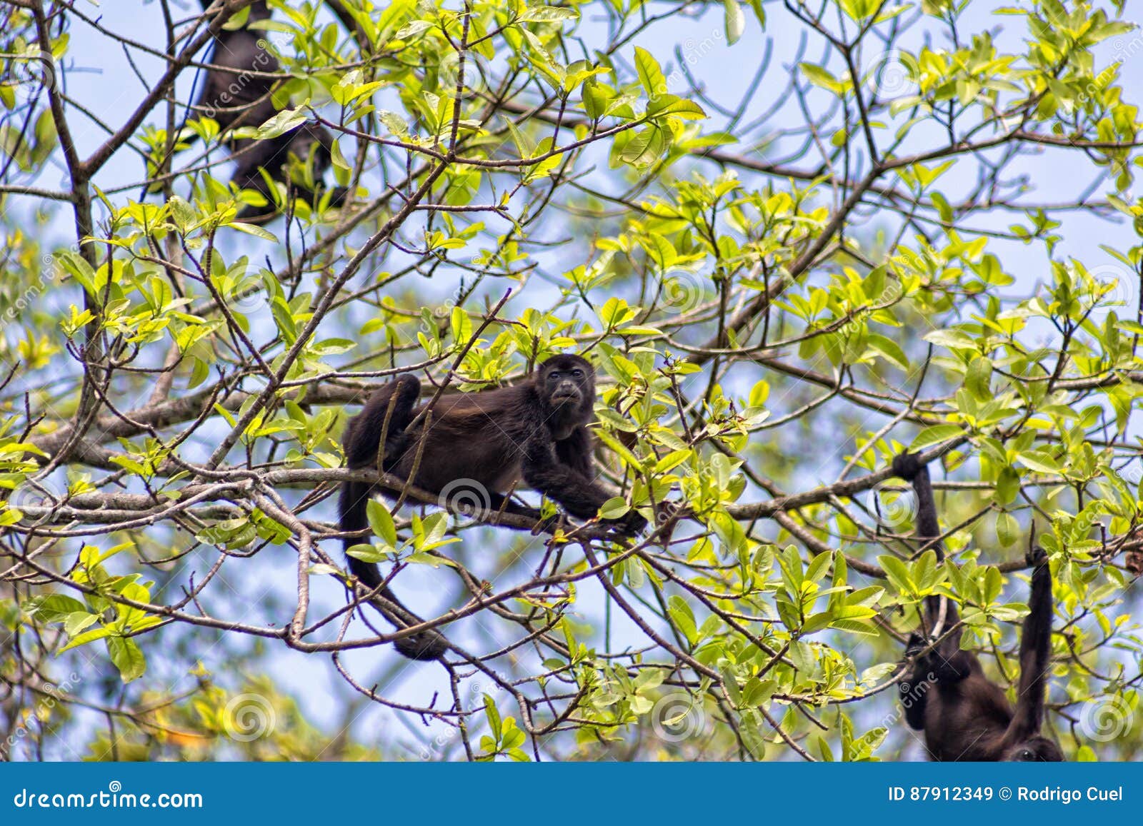 Howler Monkey Family stock image. Image of fauna, wildlife - 87912349