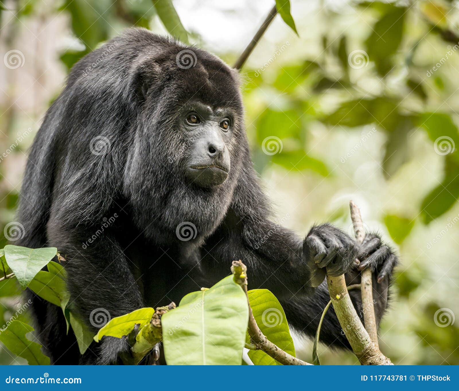 Howler Monkey in Forest stock image. Image of alouatta - 117743781