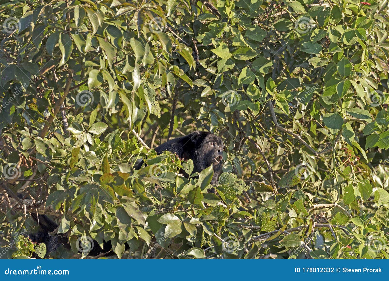 Howler Monkey Hooting from the Trees Stock Photo - Image of national ...
