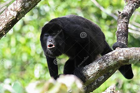 Howler Monkey Howling stock photo. Image of howl, furry - 25634178