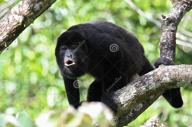 Howler Monkey Howling stock photo. Image of howl, furry - 25634178