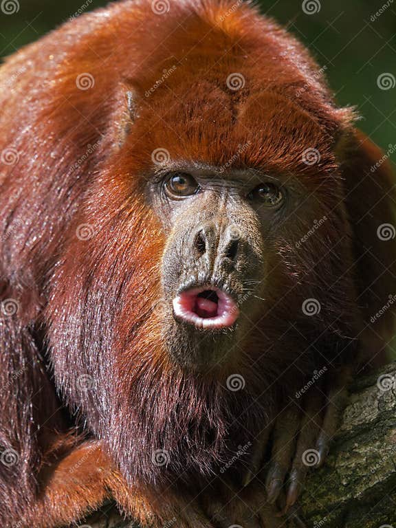 Howler monkey stock image. Image of travel, seniculus - 33802827
