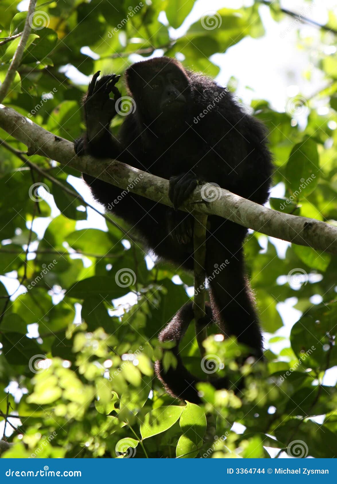 Howler Monkey II stock photo. Image of central, howler - 3364744