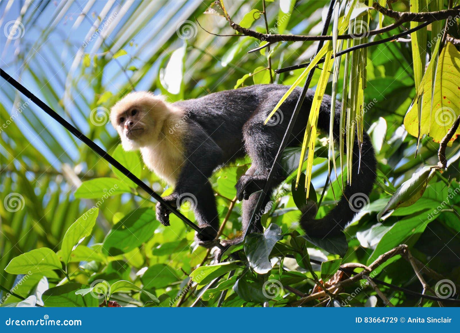 Howler Monkey in the Jungle Stock Image - Image of leaves, tropical ...