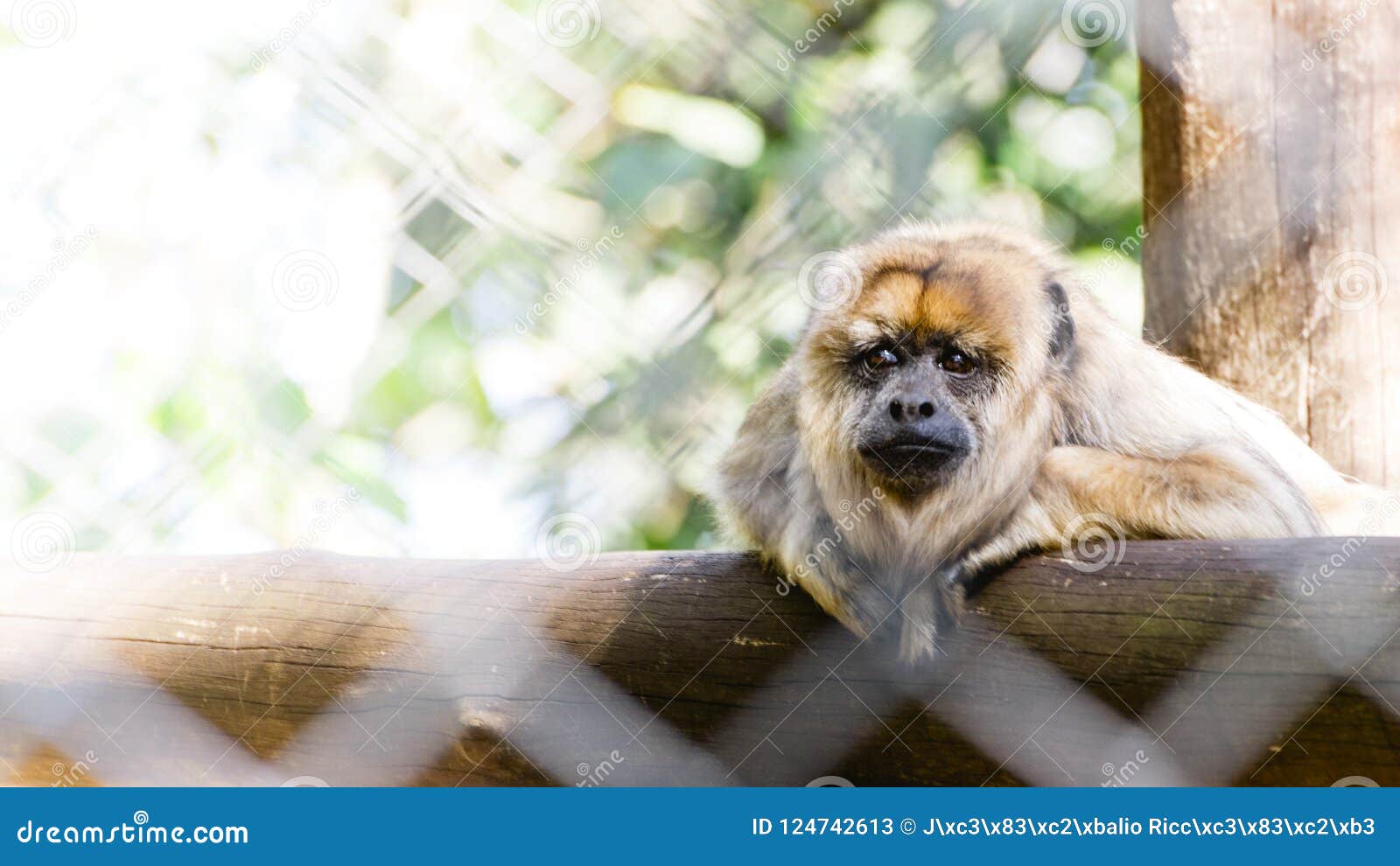 Bugio Monkey Photos - Free & Royalty-Free Stock Photos from Dreamstime