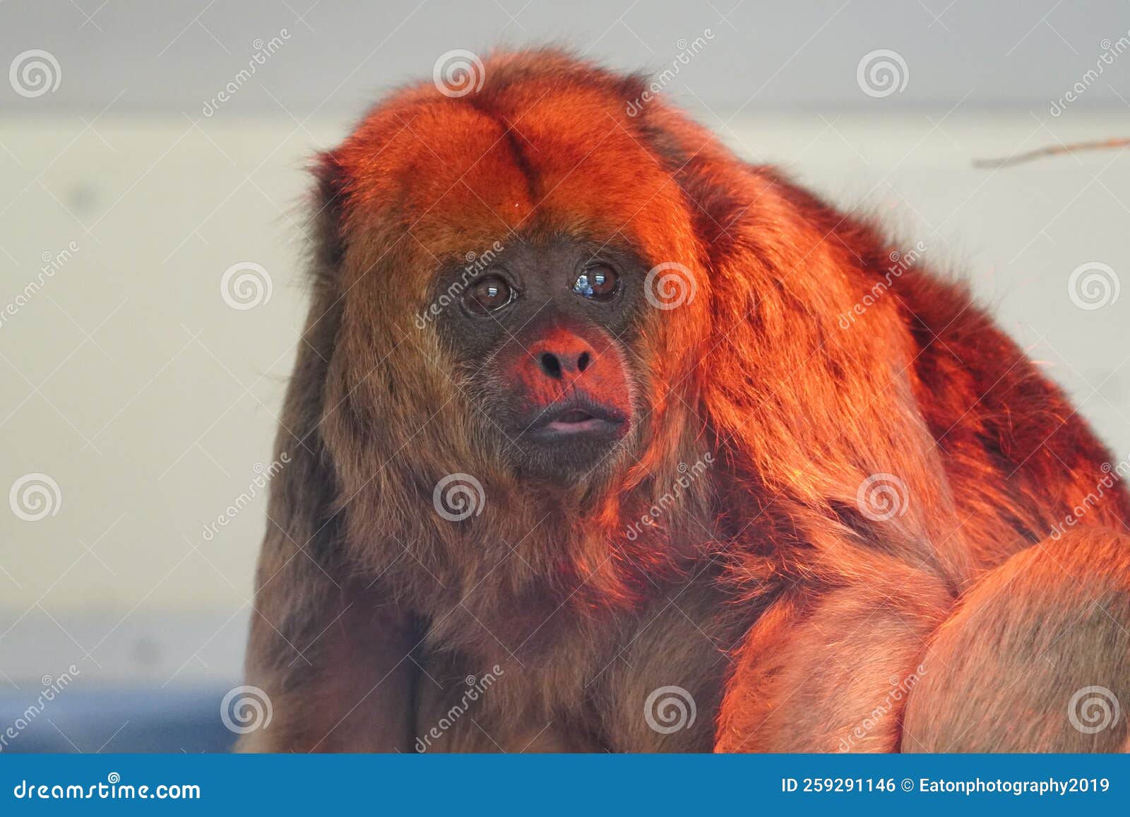 Howler monkey looking out stock photo. Image of haplorhini - 259291146