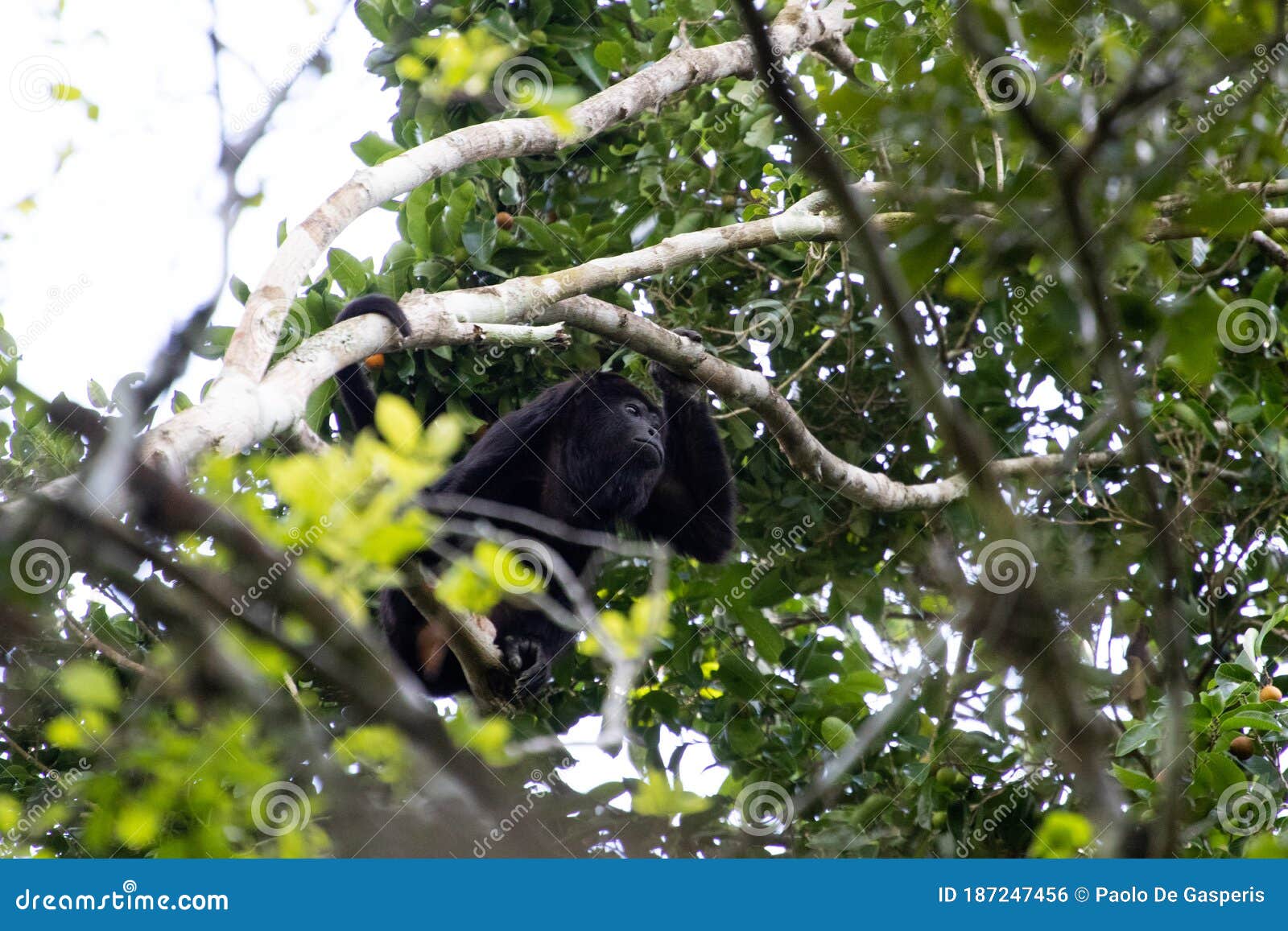 Howler Monkey in the Middle of the Mexican Jungle. Black Monkey in the ...