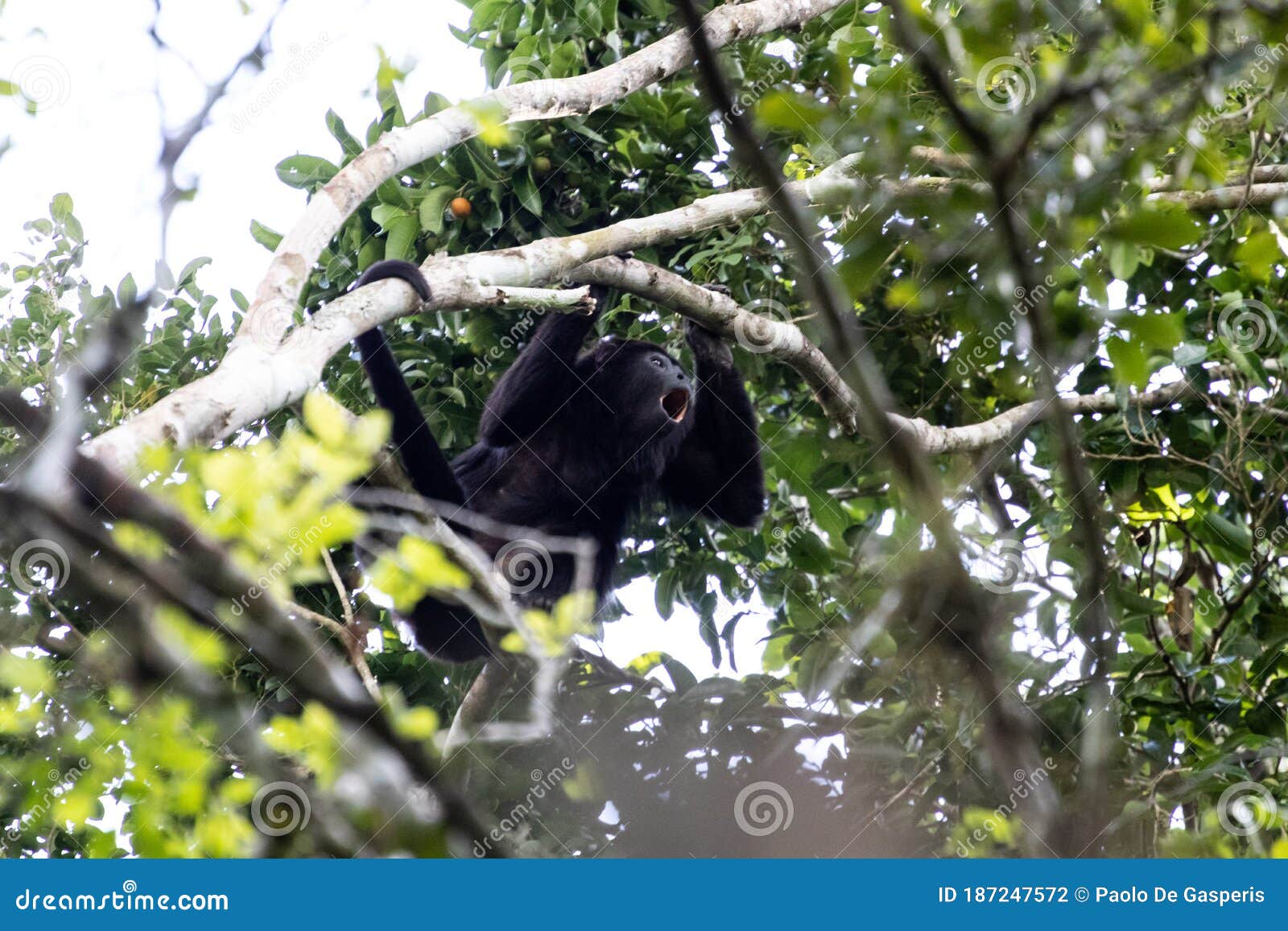 Howler Monkey in the Middle of the Mexican Jungle. Black Monkey in the ...