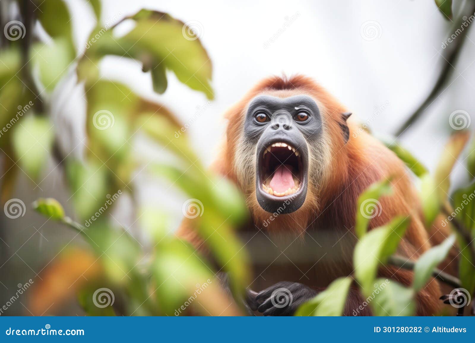 Howler Monkey with Mouth Wide Open in Foliage Stock Illustration ...